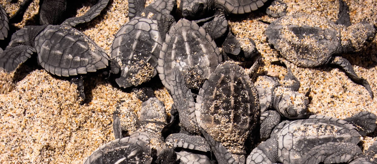 Vive la experiencia de liberar tortugas en Puerto Vallarta | Blog
